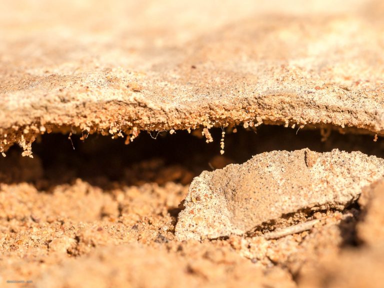 Biological soil crust – David Elliott