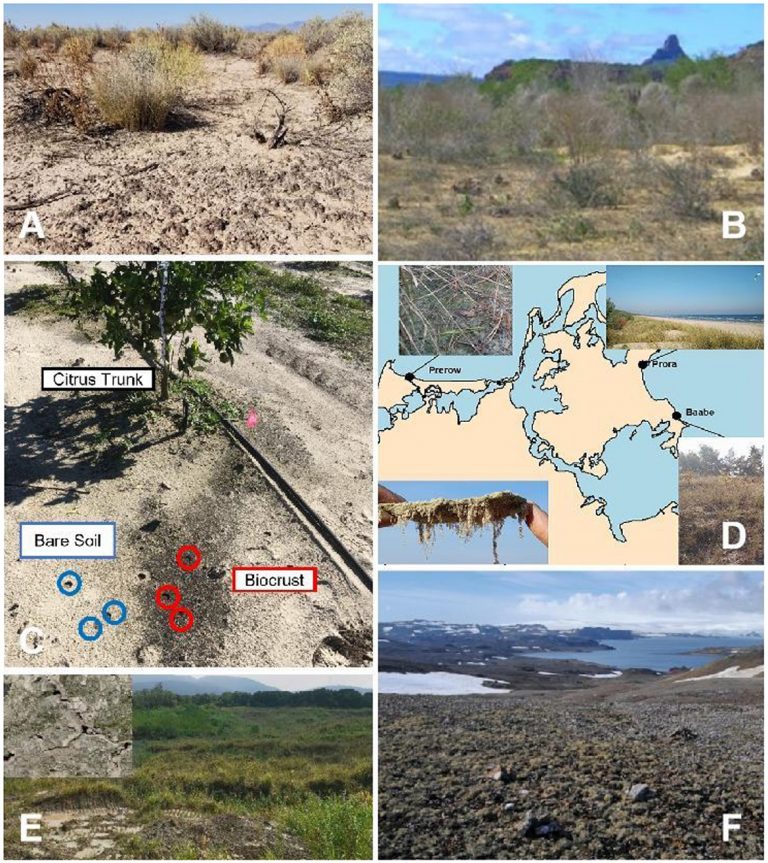 Biological soil crusts: spatio-temporal development and ecological ...
